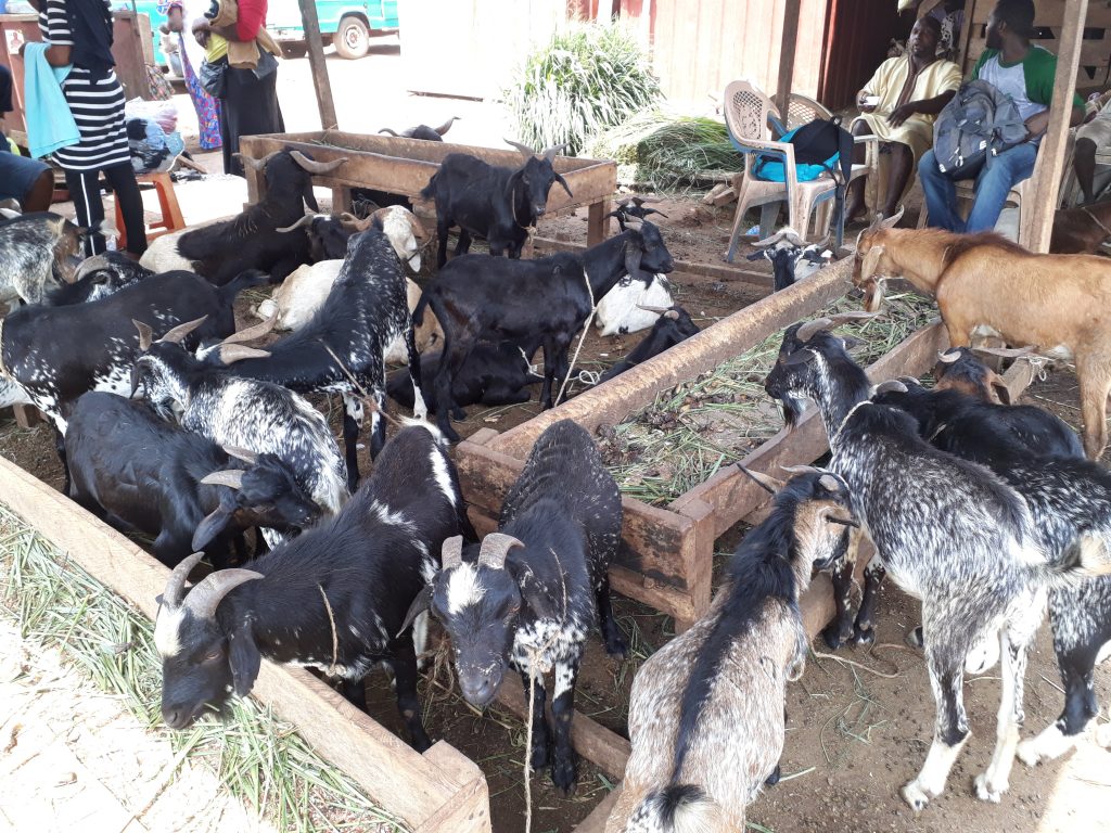 Live Goats – ACOWAS
