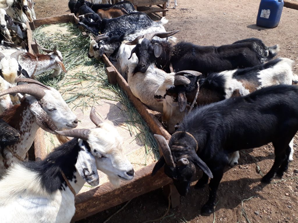 Live Goats – ACOWAS