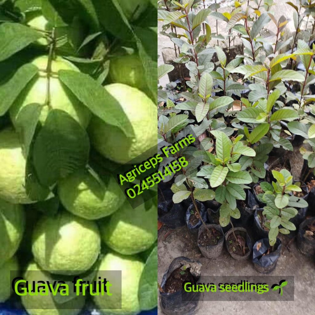 GUAVA SEEDLINGS BY AGRICEPS FARMS – ACOWAS