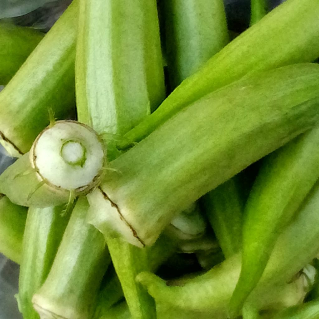 OKRO BY HARUNA ABUBAKAR FARM – ACOWAS