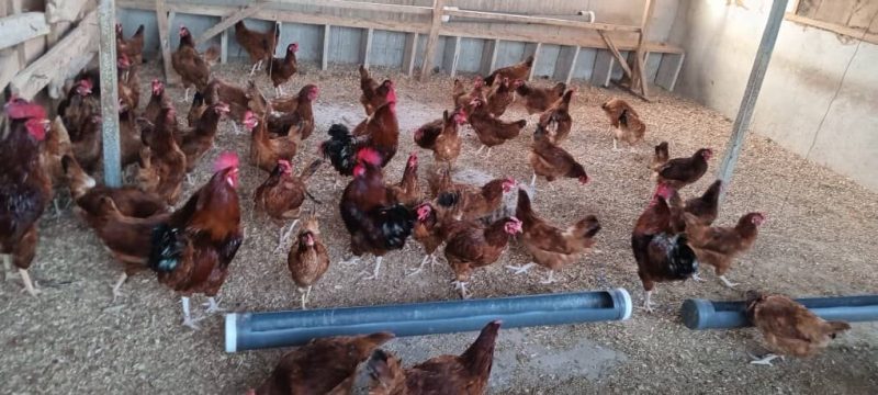 SPENT LAYERS BY ABOTINERIBA FARMS – ACOWAS