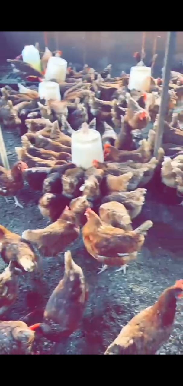 SPENT LAYERS BY ABOTINERIBA FARMS – ACOWAS