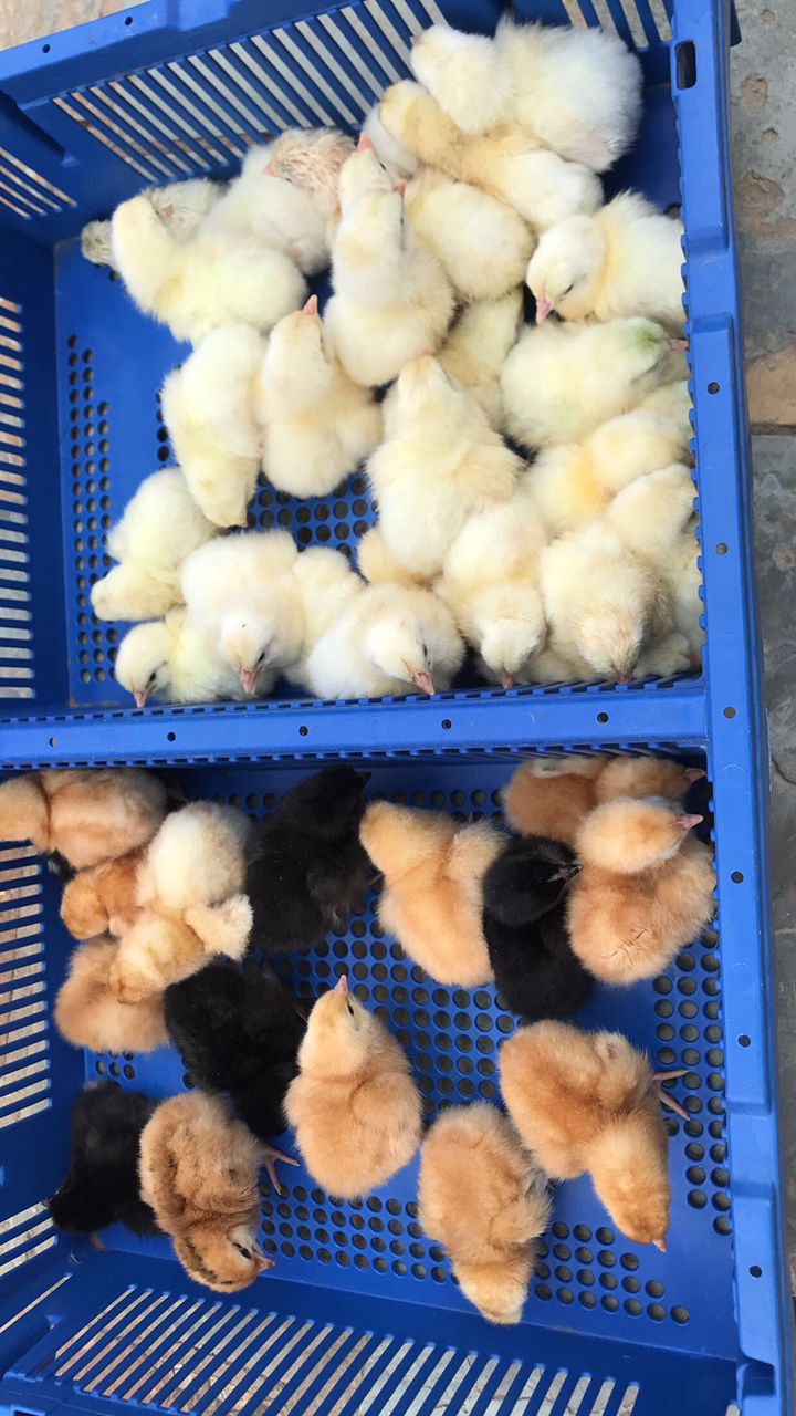 DAYOLD BROILER BY ABOTINERIBA FARMS – ACOWAS