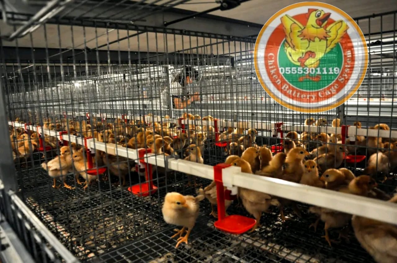 DAYOLD CHICKS BY POULTRY CAGE SYSTEM, CHICKS AND EQUIPENT – ACOWAS