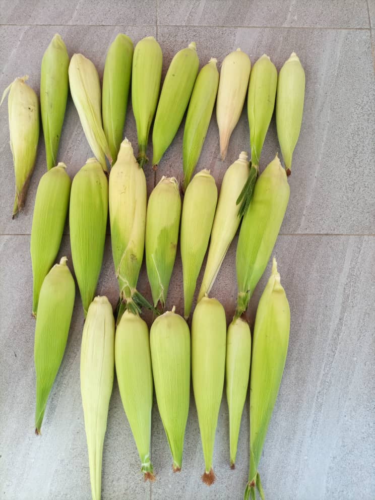FRESH MAIZE BY TNT FARMS AND GARDENS – ACOWAS