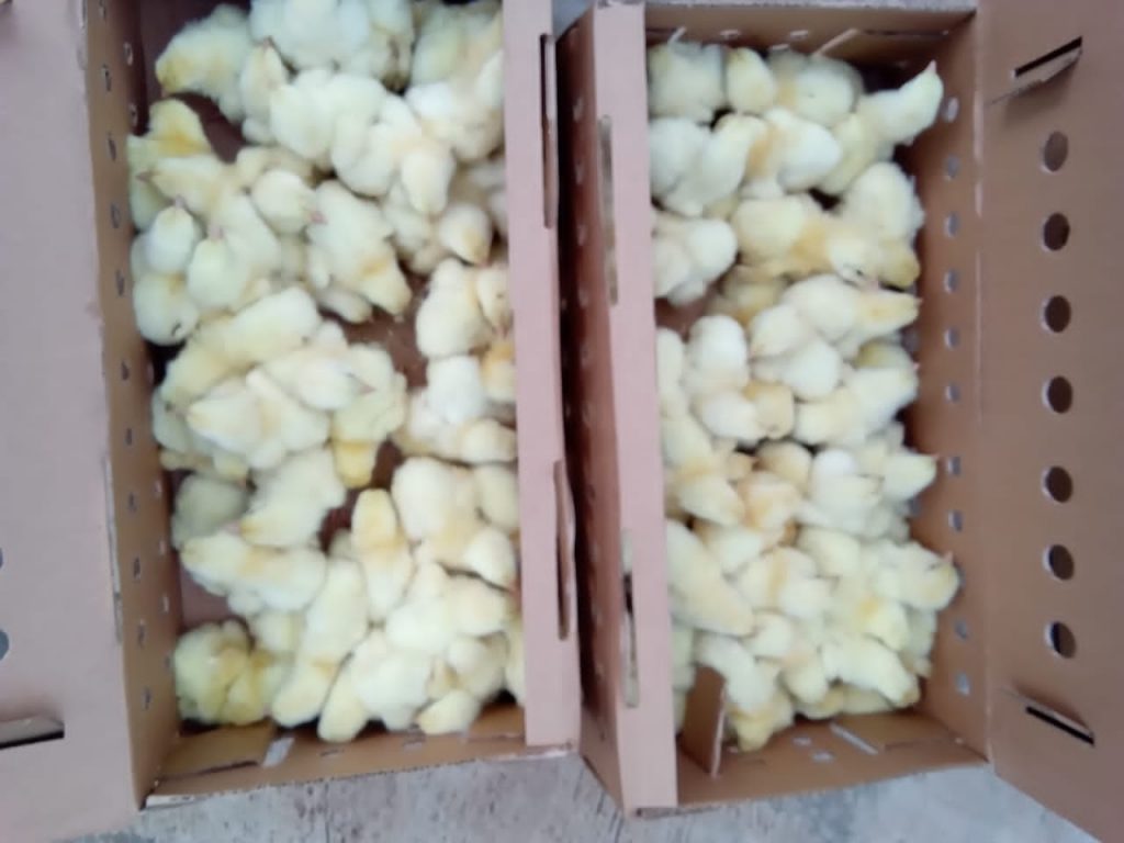 ROSS 308 BROILER DOC BY DUET COHAG FARMS – ACOWAS