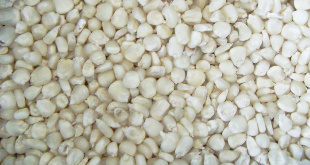 WHITE MAIZE BY QUALITY AGROCOMMODITES VENTURES – ACOWAS