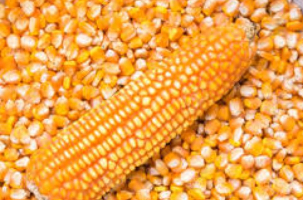 YELLOW MAIZE BY QUALITY AGROCOMMODITES VENTURES – ACOWAS
